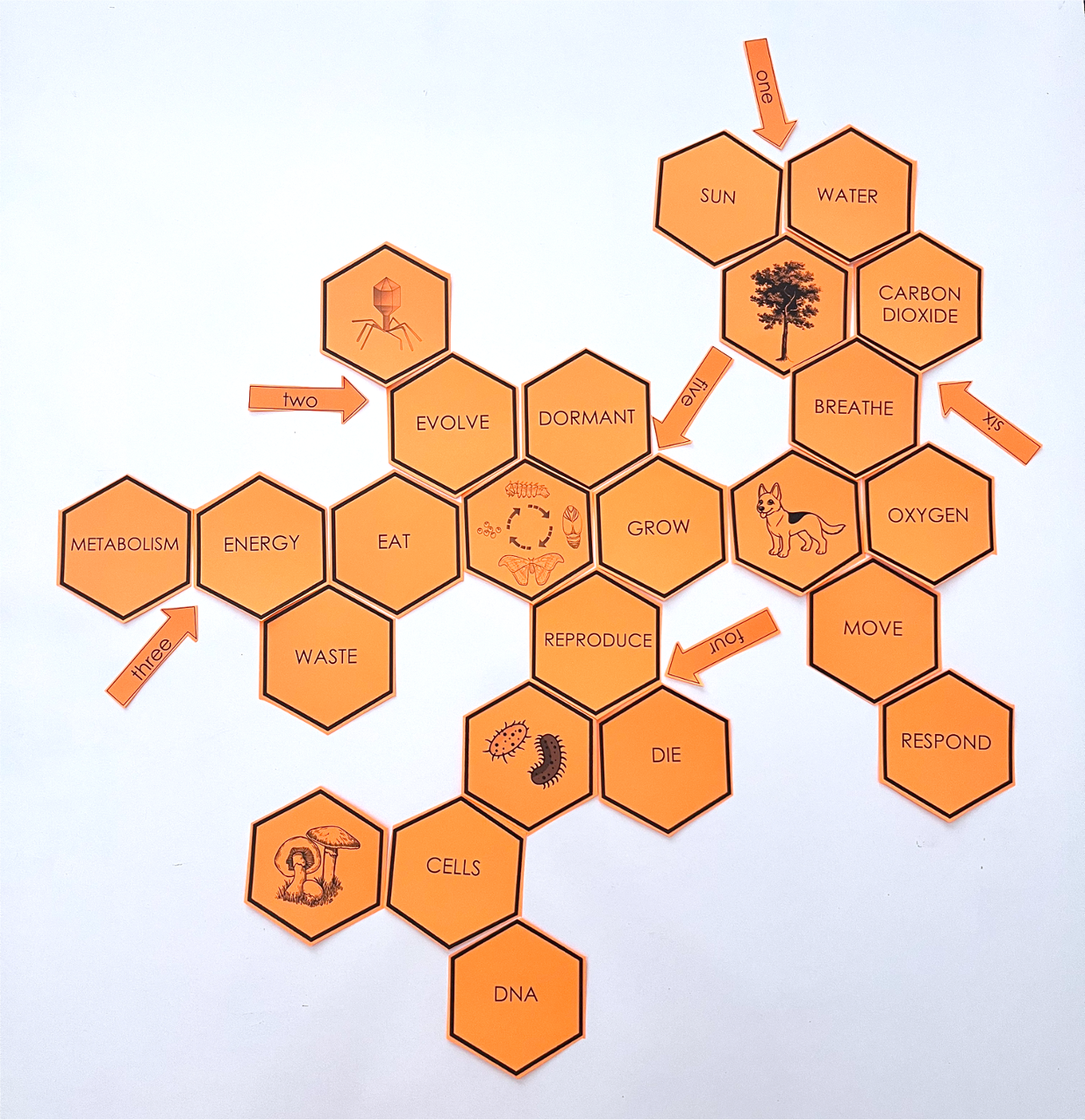 Teaching the Characteristics of Life - Science Lessons That Rock