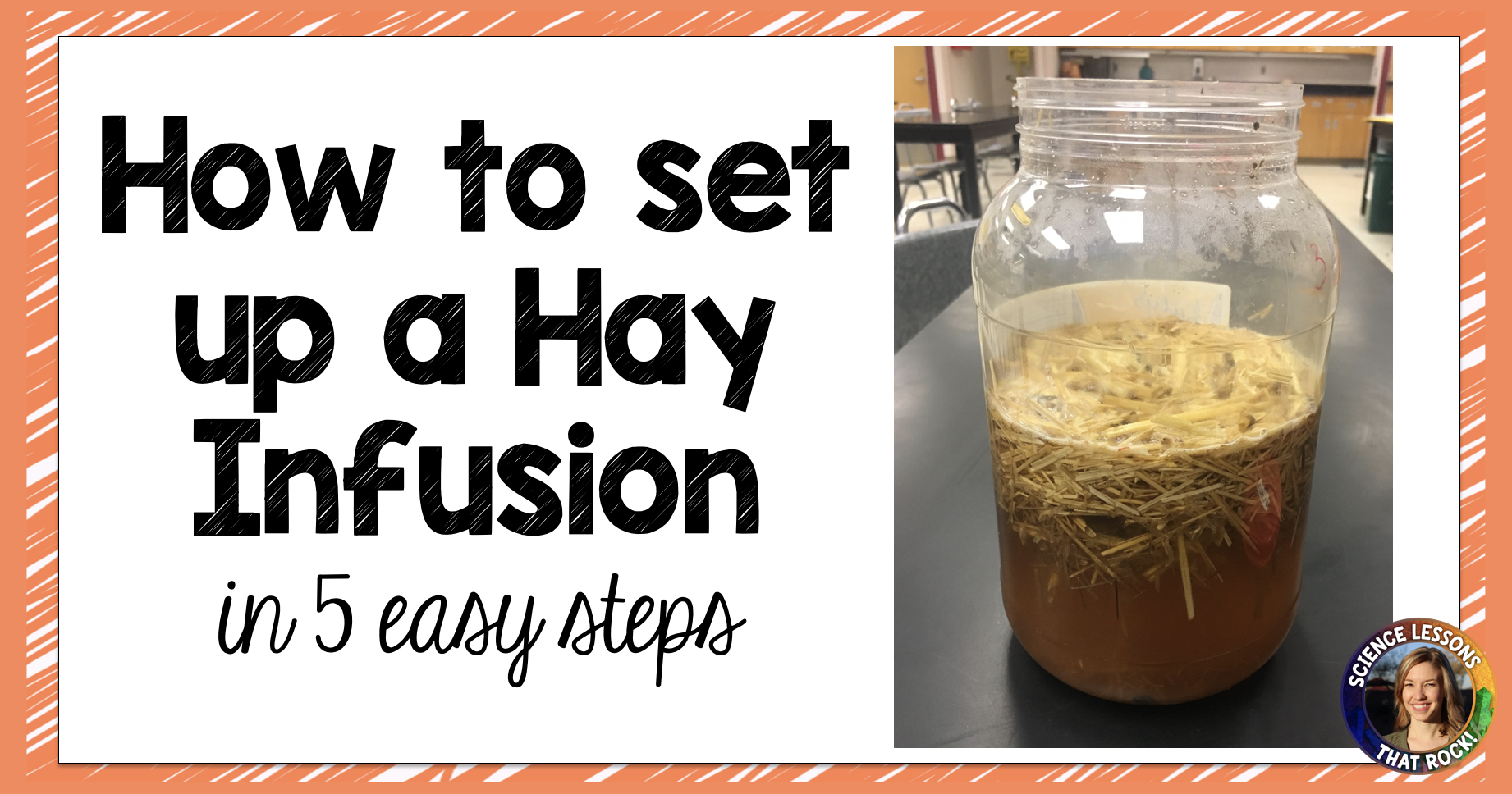 Step by Step Guide for Making a Hay Infusion - Science Lessons That Rock