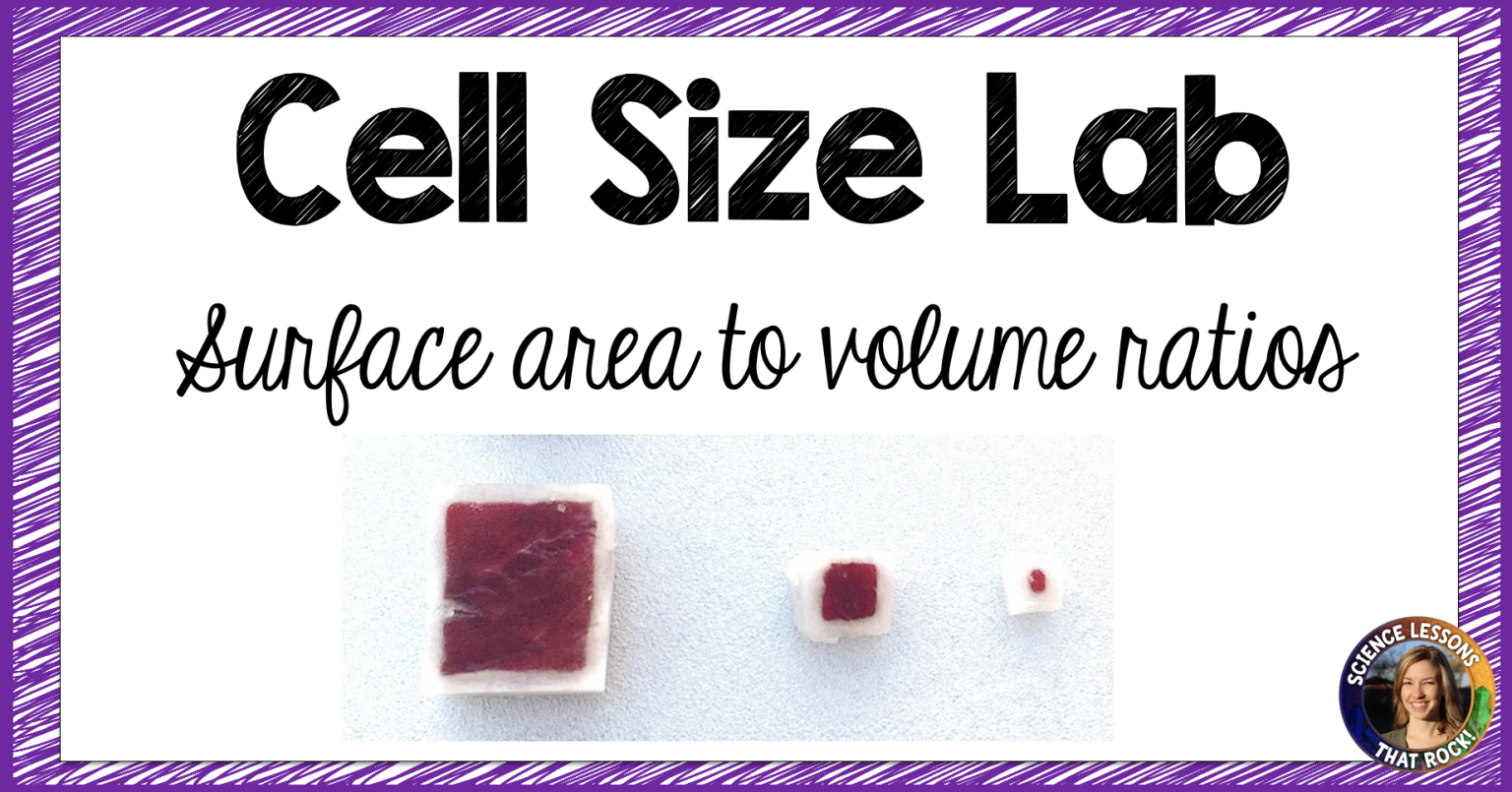 Cell Size Lab: Examining Surface Area to Volume Ratios - Science ...