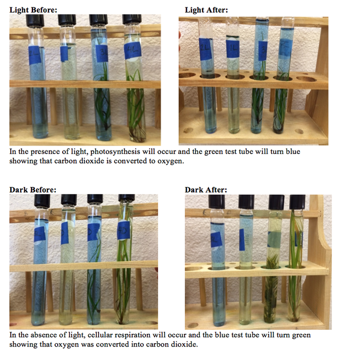 What Happens To Bromothymol Blue When Cellular Repsiration Doesnt What Happens To Bromothymol Blue When Cellular Repsiration Doesnt