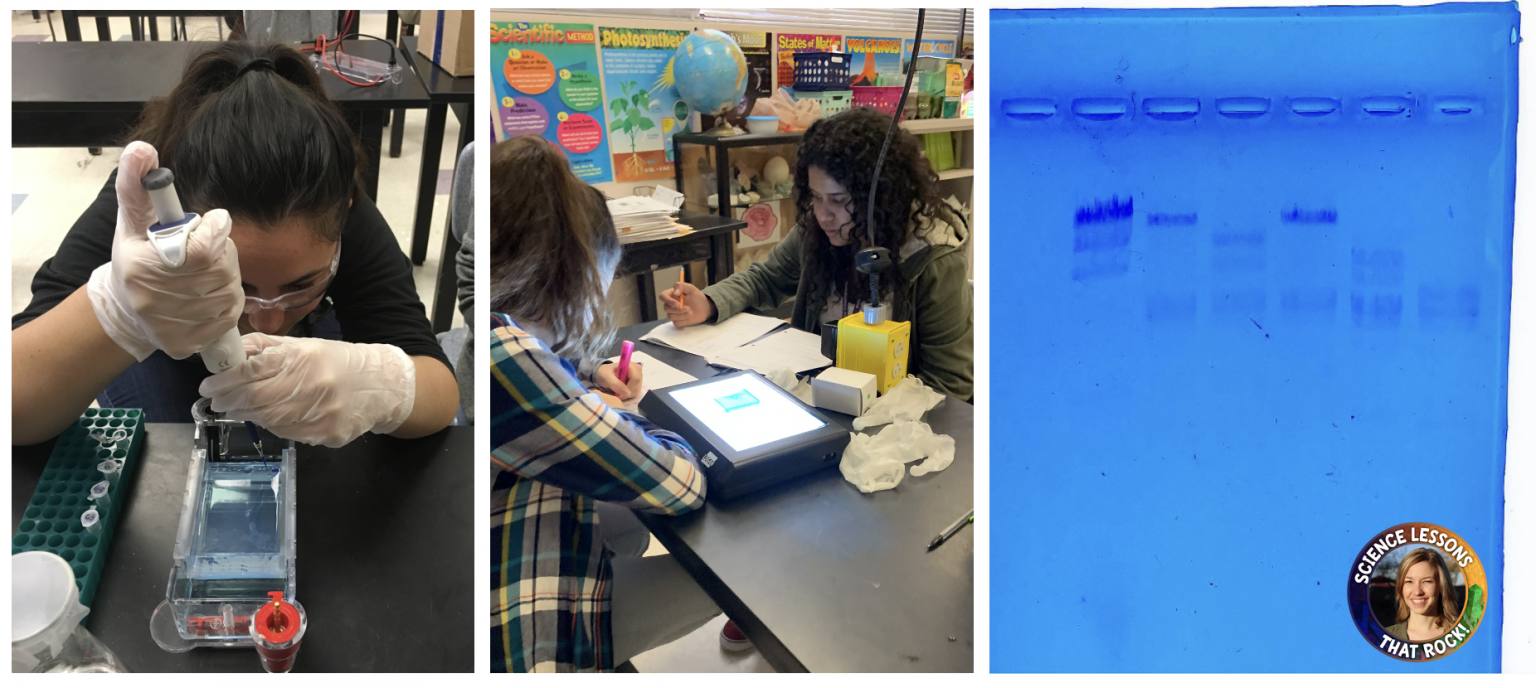 Gel Electrophoresis and DNA Fingerprinting - Science Lessons That Rock